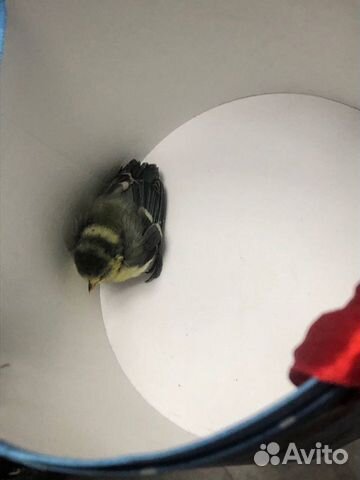 Птенец синицы в добрые руки