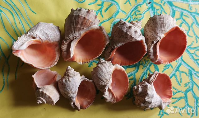 Морские ракушки раковины