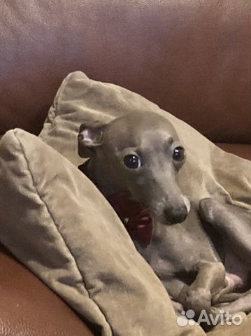 Левретка кобель для вязки