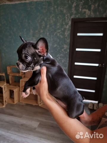 Французский бульдог щенки