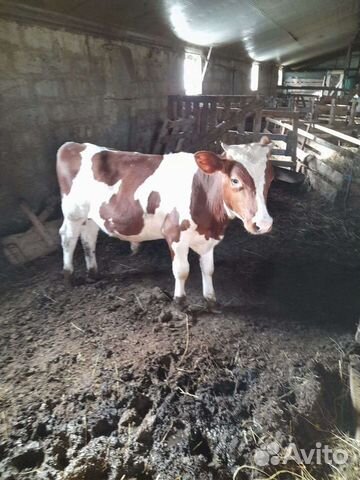 Бычки на откорм