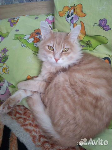 Кот