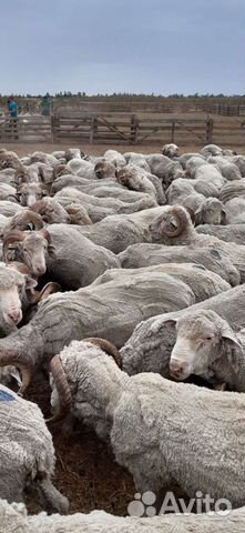 Бараны мериносы