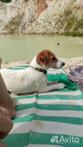Щенок джек рассел