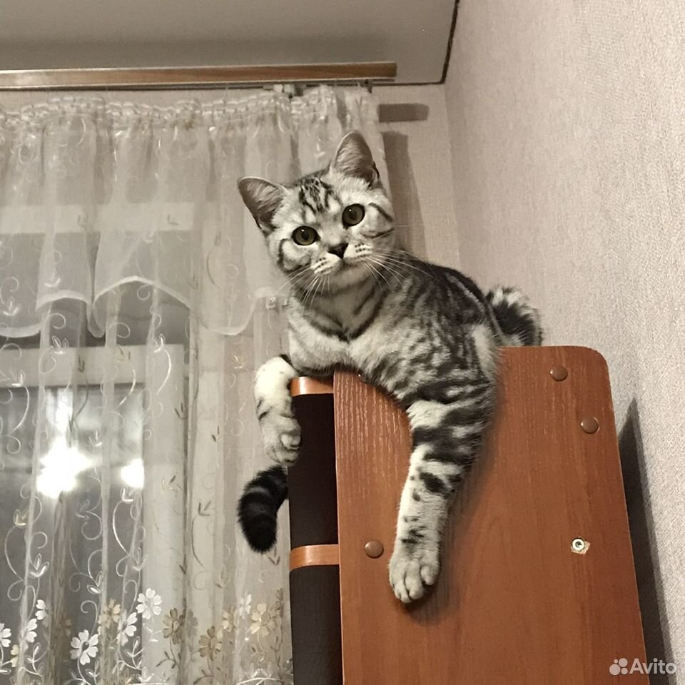 Шотландский кот на вязку