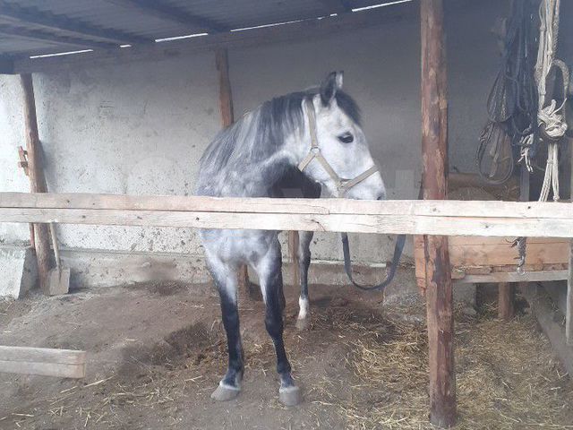 Лошадь Арловская