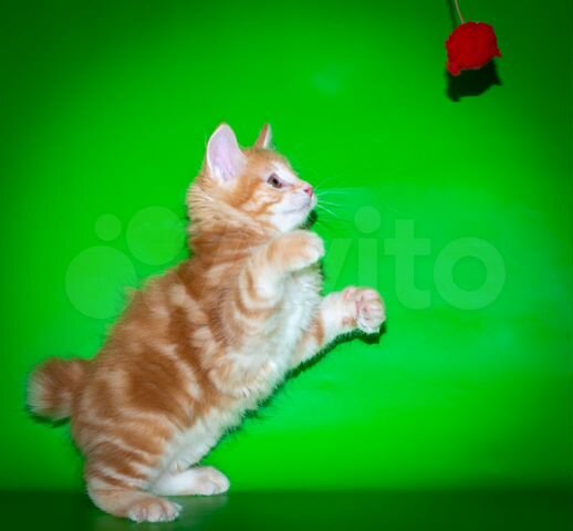 Очаровательные котята курбобики