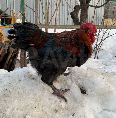 Петухи Брама, Кохинхин, Орпингтон, 10 мес