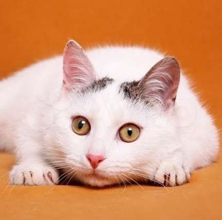 Кот в добрые руки