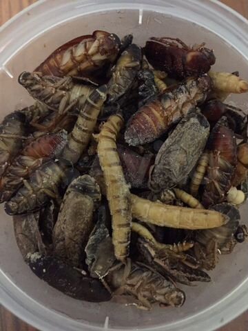 Ассорти таракан, зоофобас, мучник