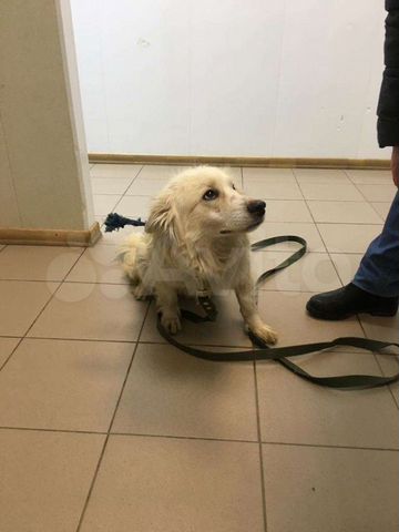 Ищет дом спасенный от усыпления пёс