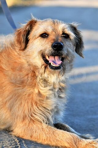 Улыбающееся солнышко в дар