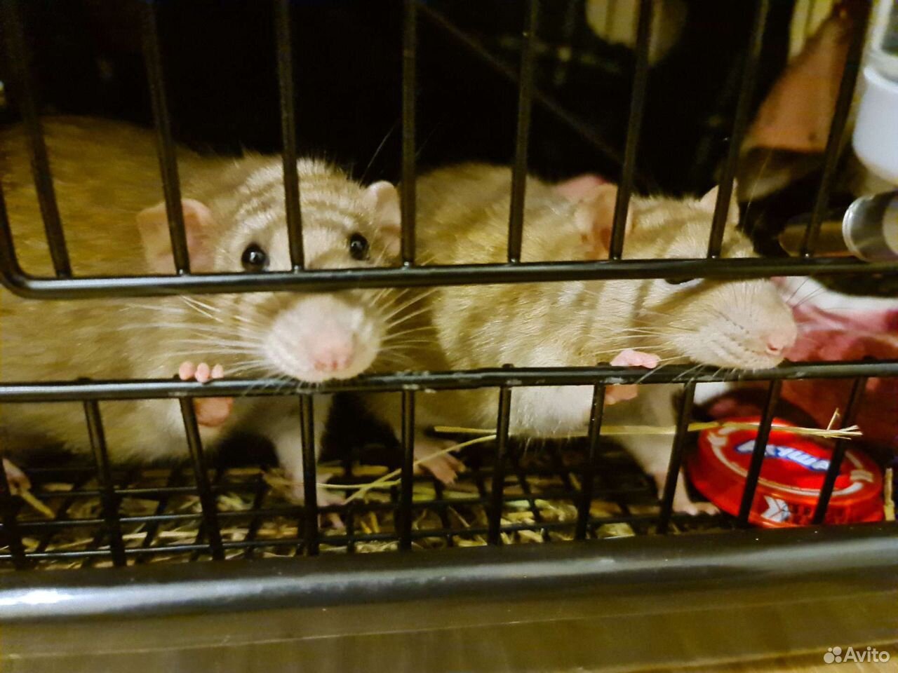 Декоративные крыски