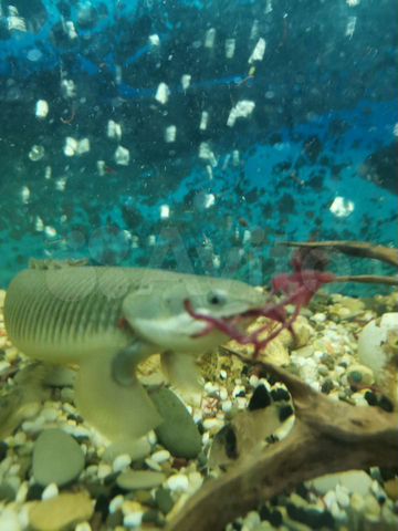 Аквариумные рыбки