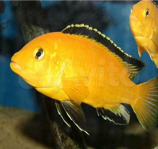 Цихлиды Лабидохромис Еллоу взрослые