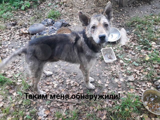 Собака в добрые руки