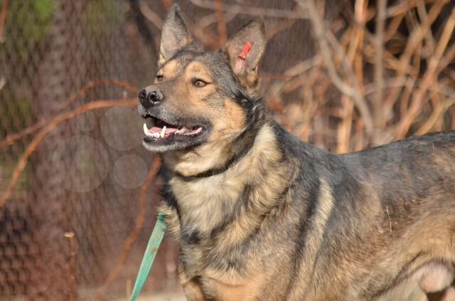 Тиша ищет дом