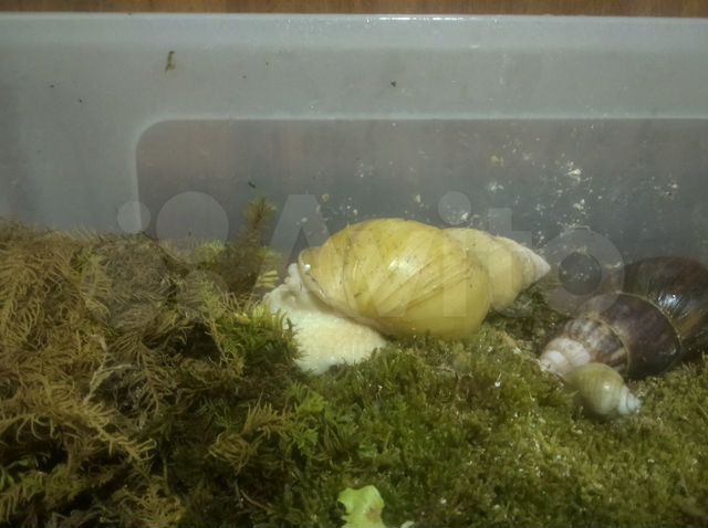 Улитки ахатины