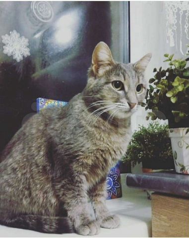 Кошка ищет дом