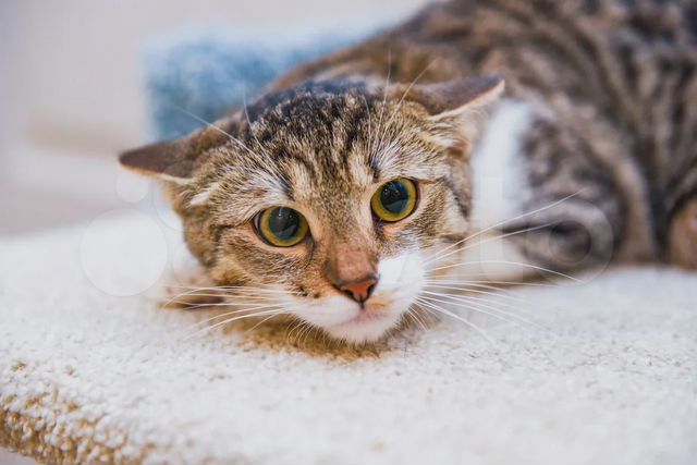 Свободолюбивая кошечка для самодостаточных людей