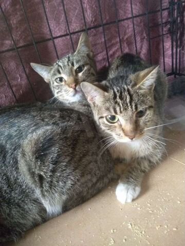 Кошечке подросток Кнопка, стерилизована