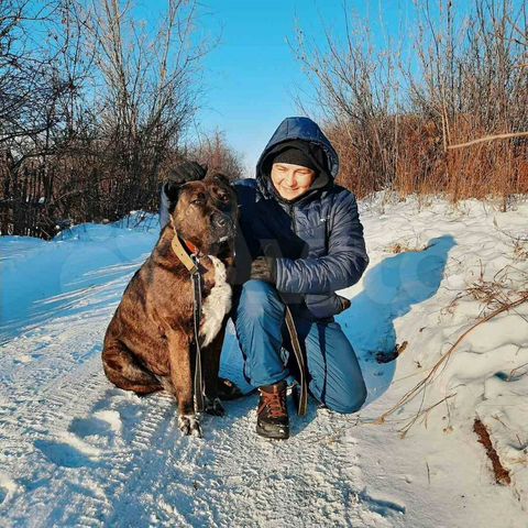 Куки. Роскошная собака в добрые руки