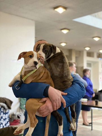 Американский стаффодширский терьер