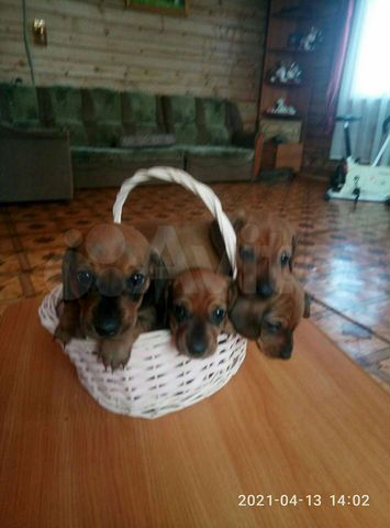 Такса классическая