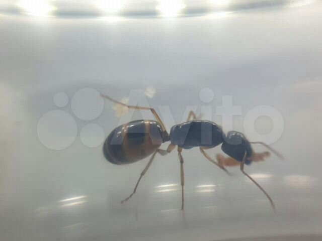 Camponotus turkestanus