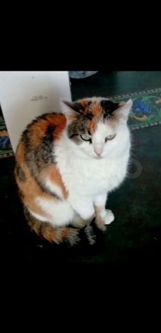 Домашние животные