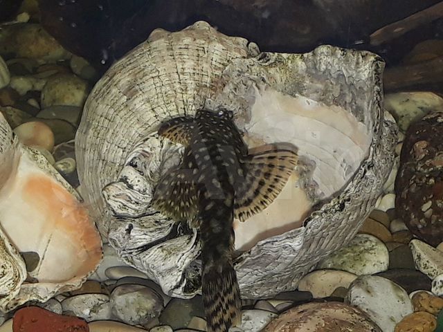 Анциструс сомик