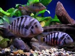 Цихлозома чернополосатая