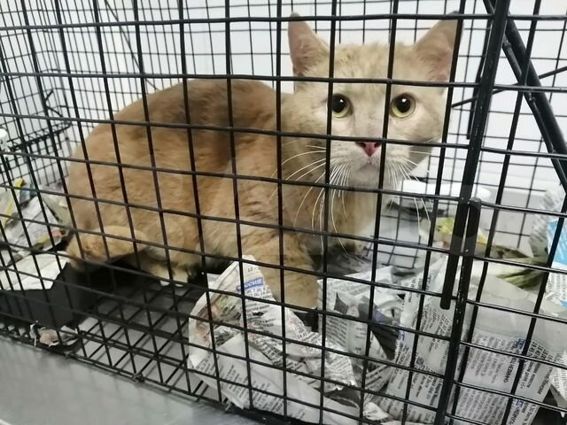 Модный рыжий котик