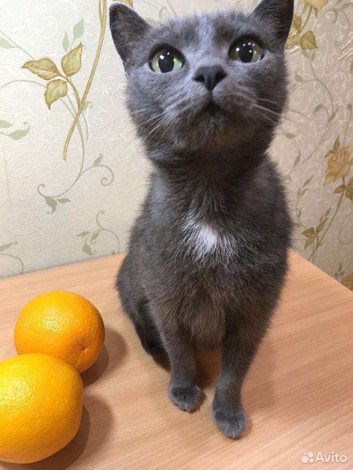 Дымчатая кошечка