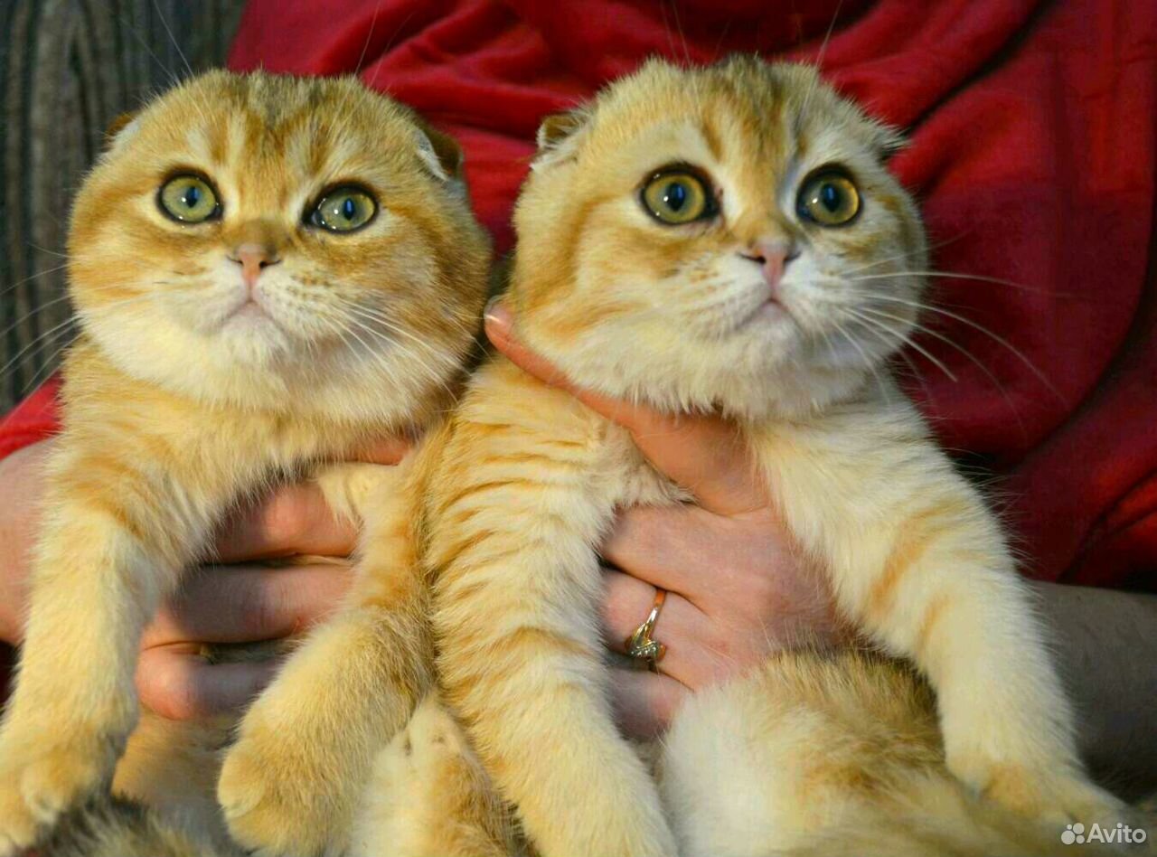 Шотландцы, золотые тиккированные шиншиллята