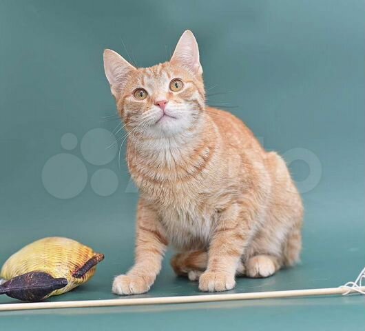 Котик-подросток Огонек в дар 7 мес