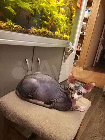 Канадский сфинкс