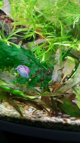 Улитка ампулярия черника