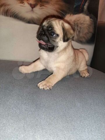 Щенки мопса