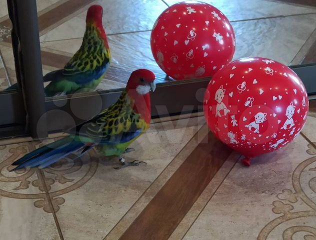 Попугай Розелла