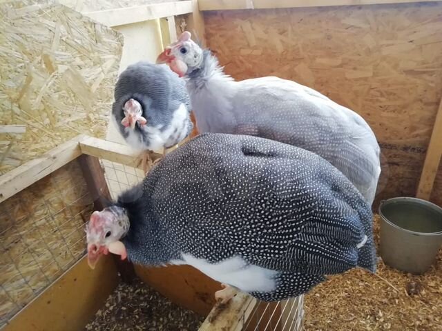 Цесарки самцы