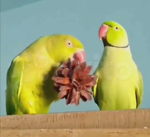 Попугай ожереловый обмен