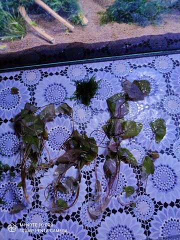 Мох и растение в аквариум