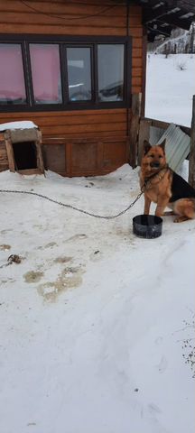 Немецкая овчарка