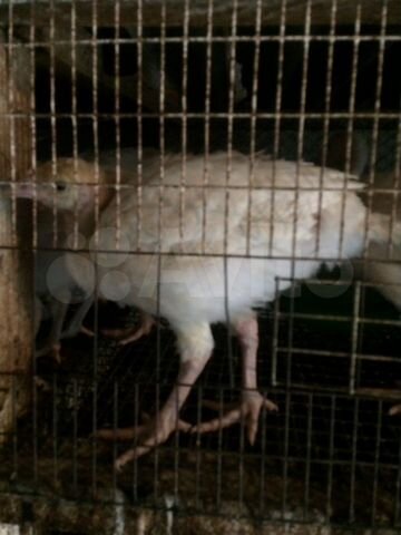 Индюшата подрощенные