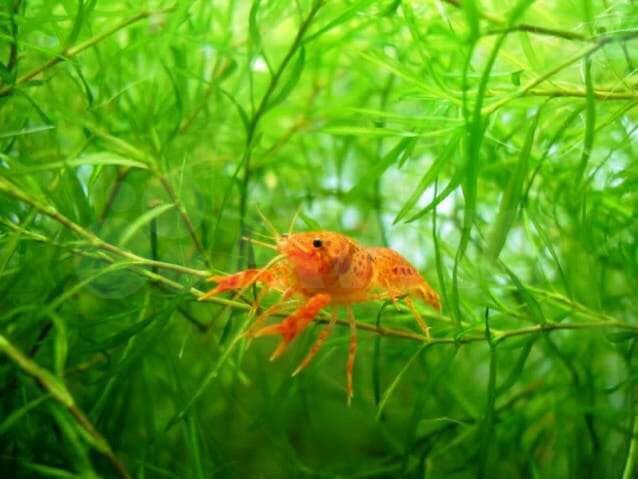 Оранжевый Мексиканский рак, Теханус и Пуэр