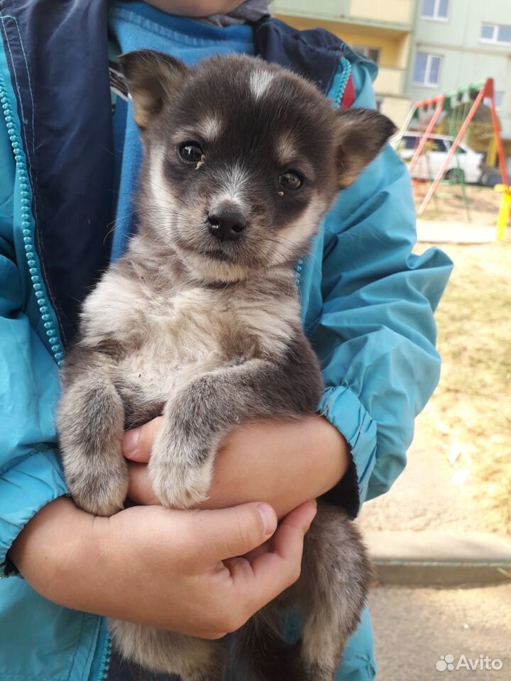 Отдам в добрые руки, нашел на дороге. Возраст прим