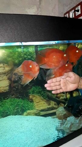 Рыба папугай