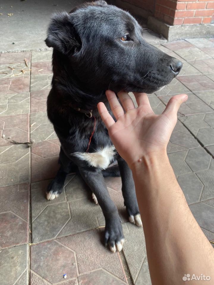 Собака алабай с кавказцем смешанный 4месяца очень