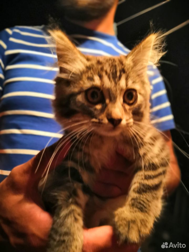 Котенок в добрые руки